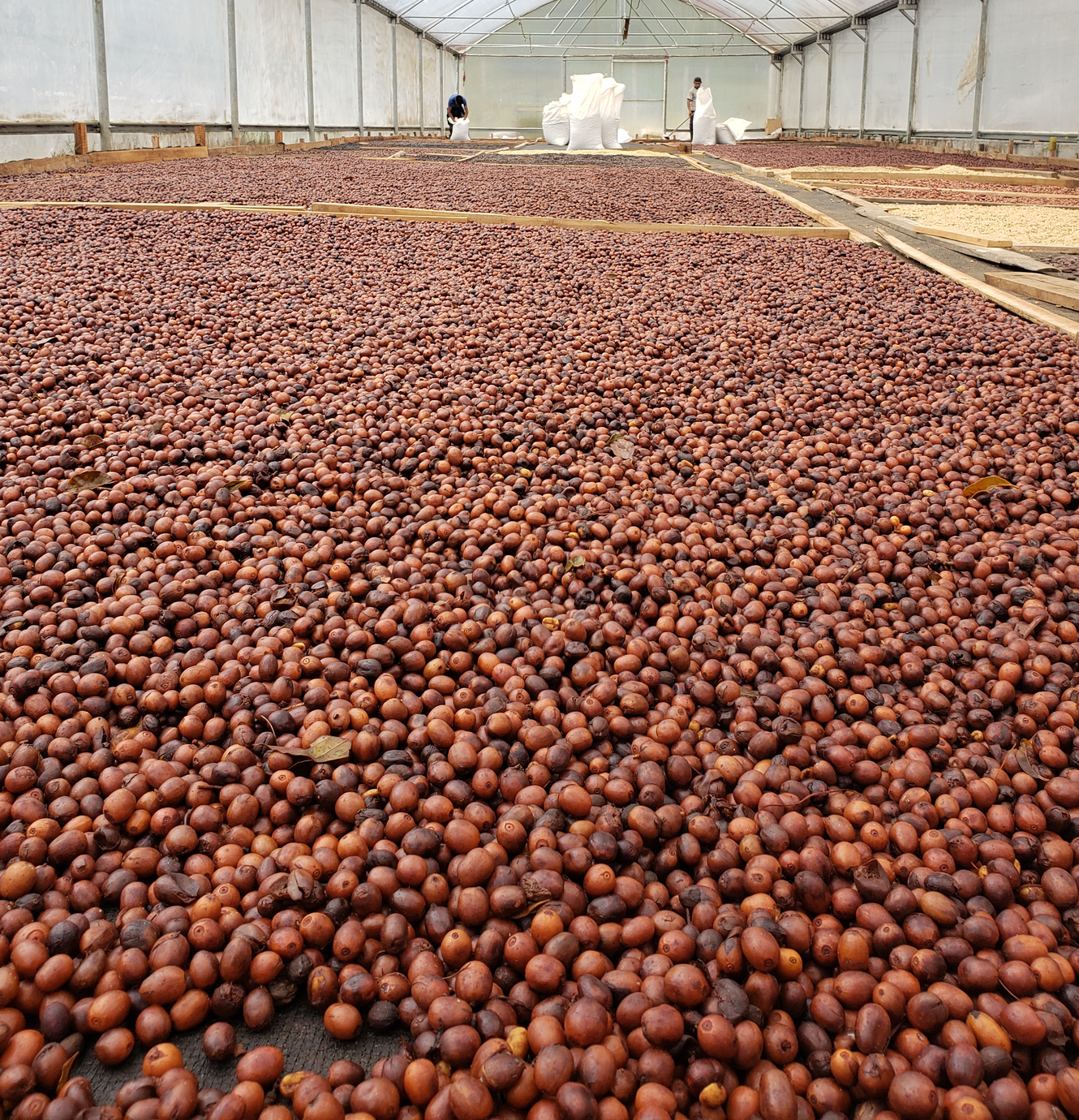 Varietal: Gesha – WatchHouse